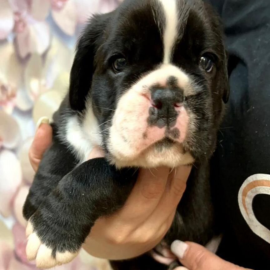 Щенок боксера мальчик