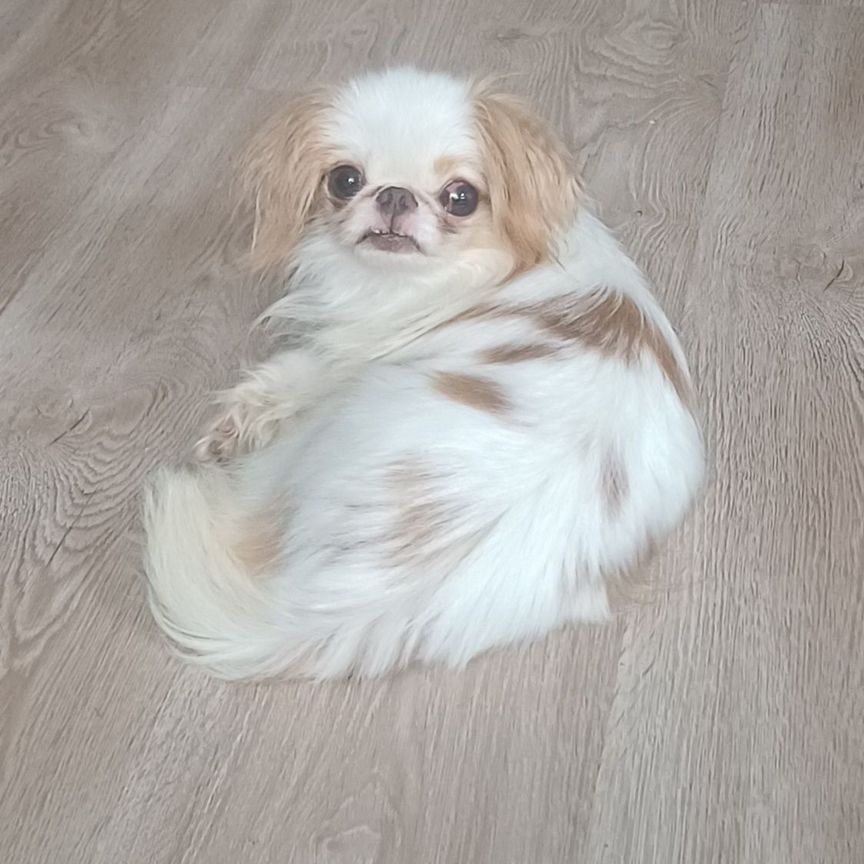 Японский хин