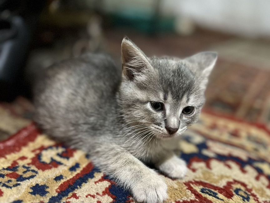 Британские шотландские котята