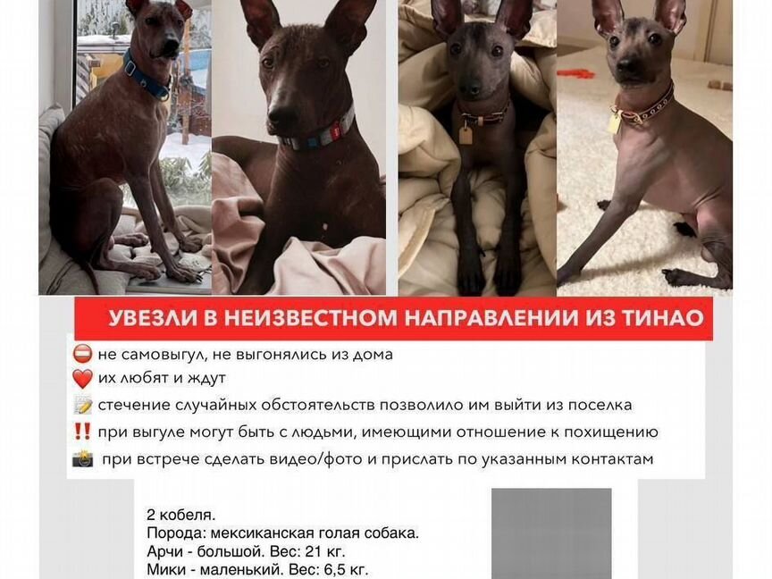 Ксолоитцкуинтли мексиканская голая