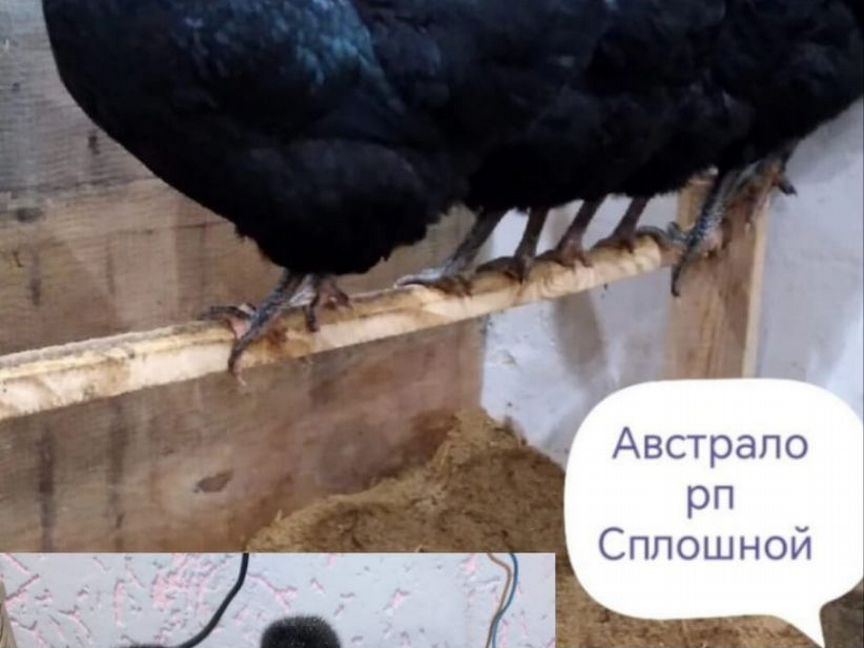 Инкубационное яйцо