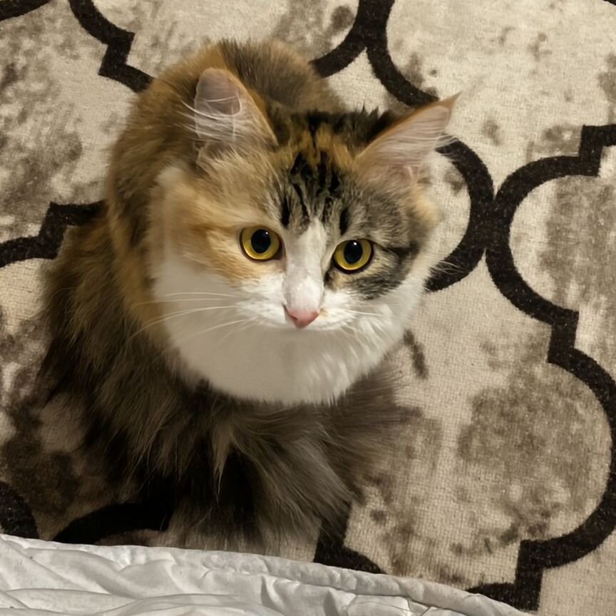 Сибирский котёнок