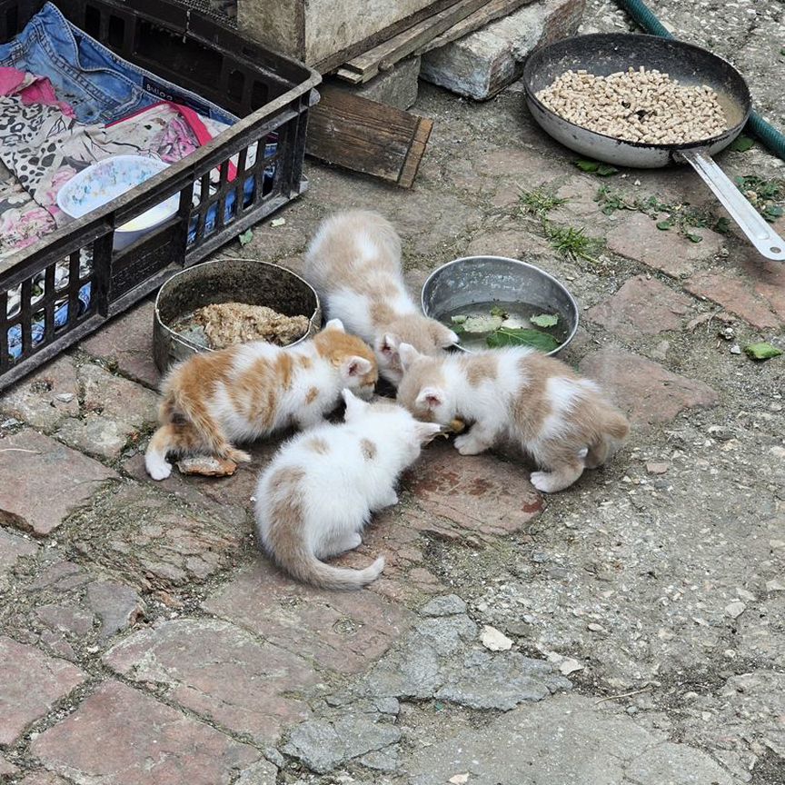 Котята бесплатно