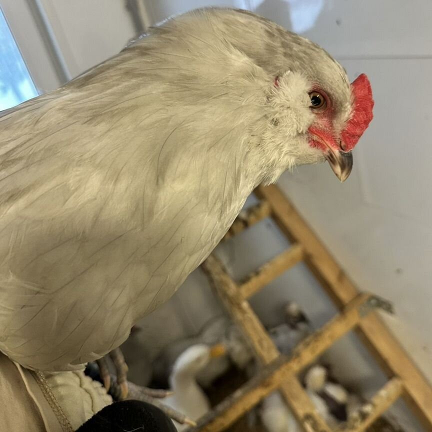 Петух амераукана голубой