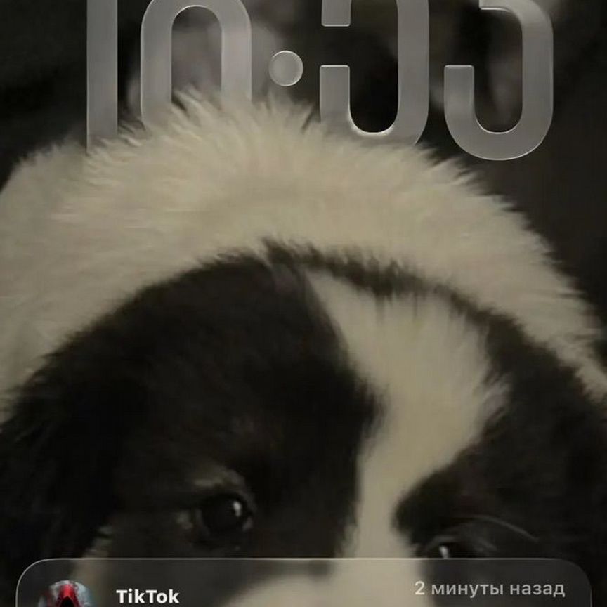 Щенок в добрые руки