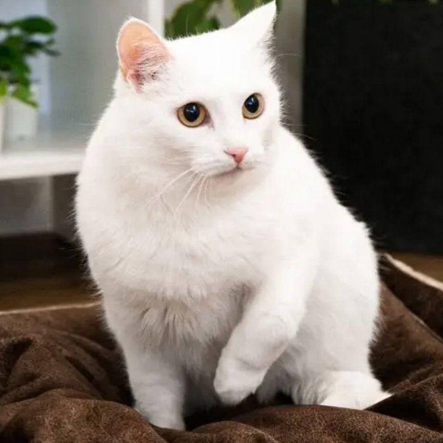 Лежанка для кошек и собак мелких и средних пород