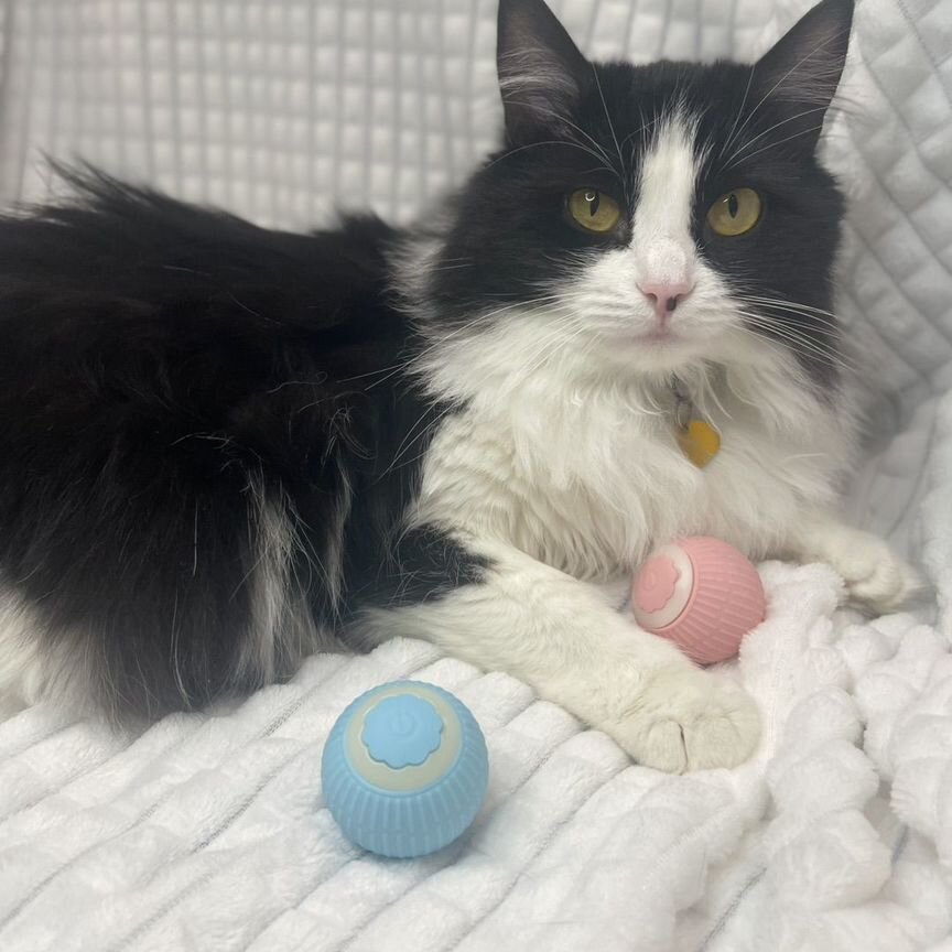 Игрушки для животных