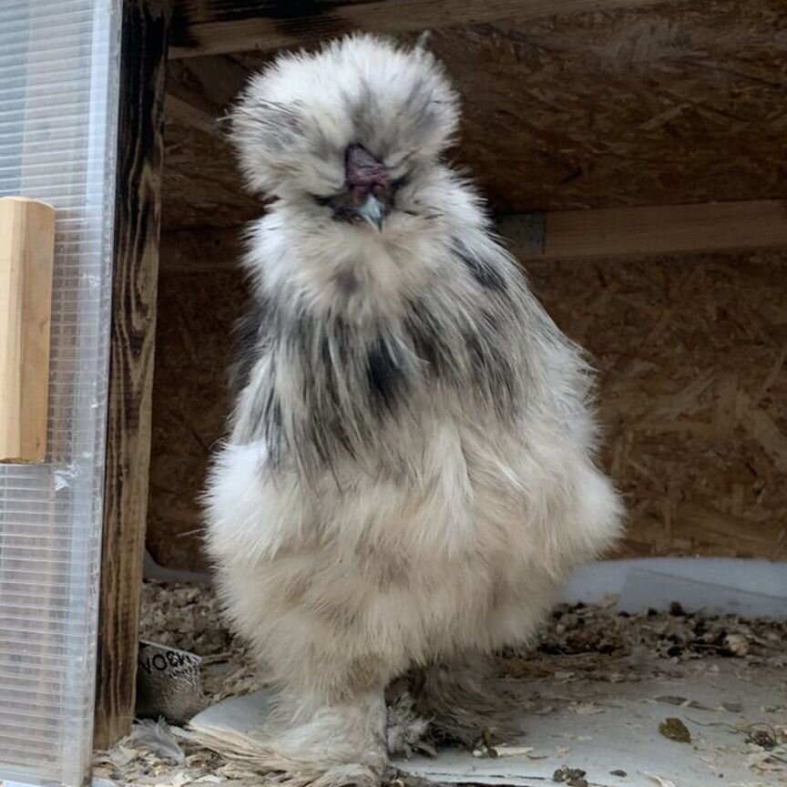 Китайские шелковые петухи