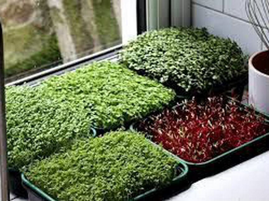 Микрозелень для вашего питомца