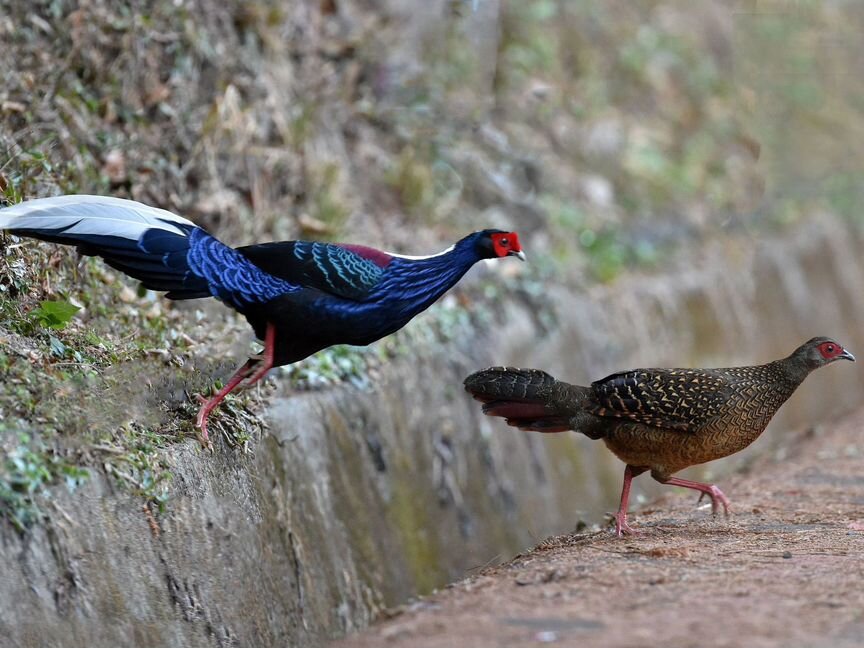 Фазан Свайно