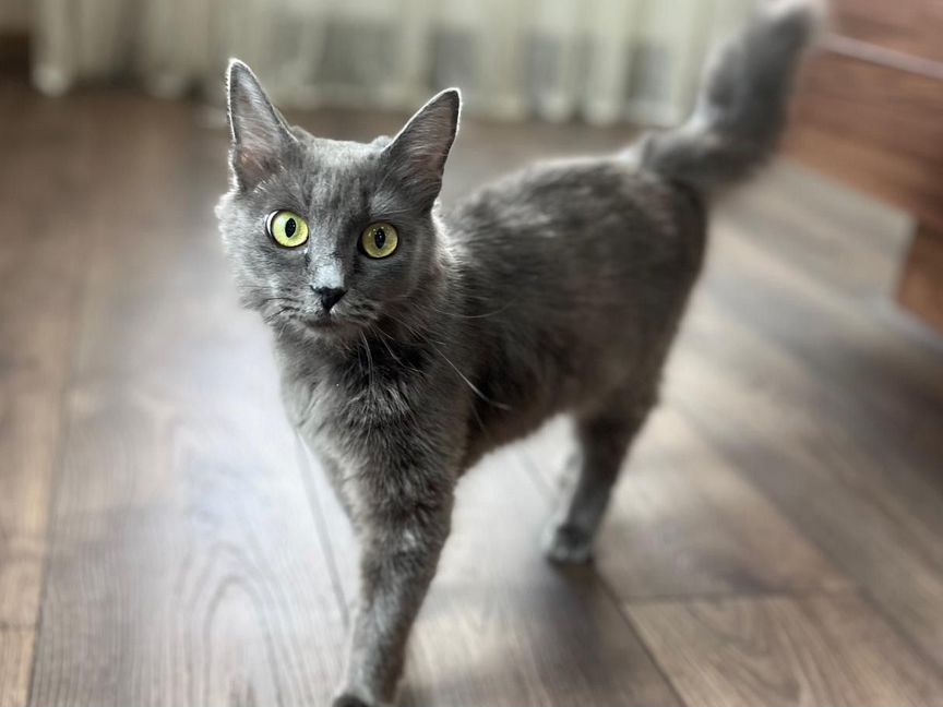 Кошка