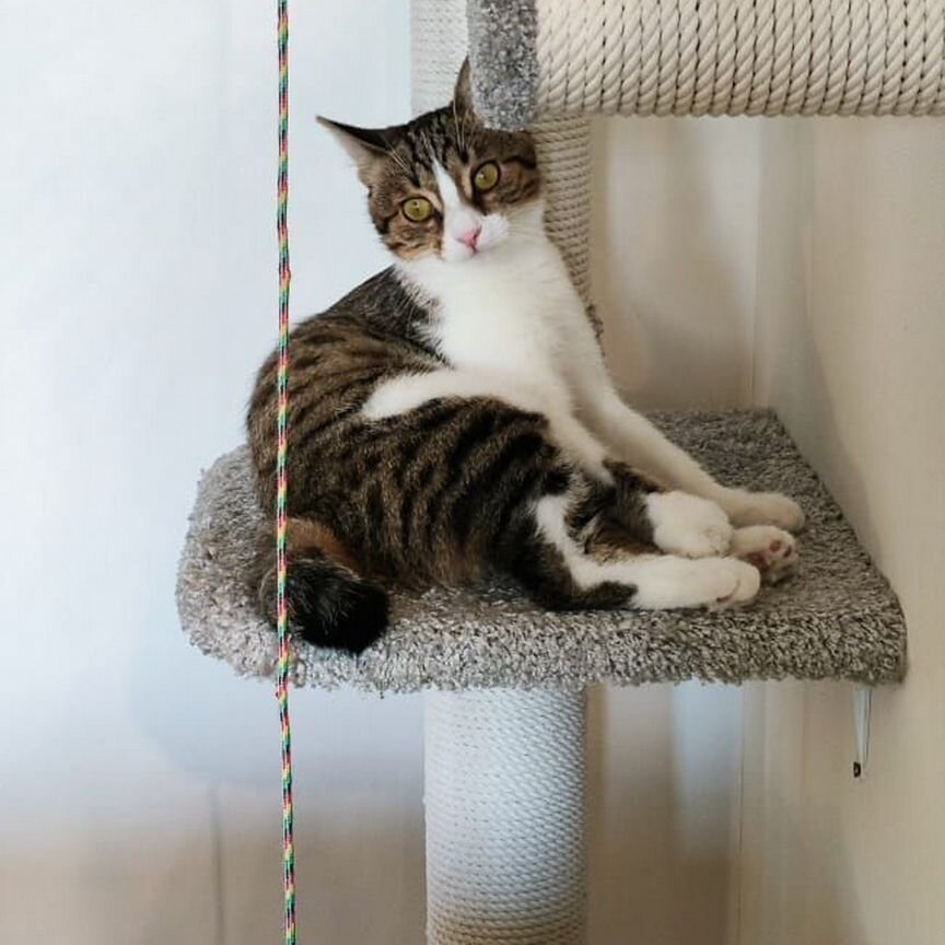 Кошка бобтейл