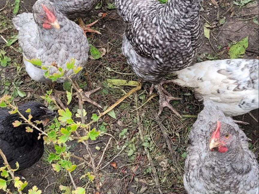 Куры молодки несушки