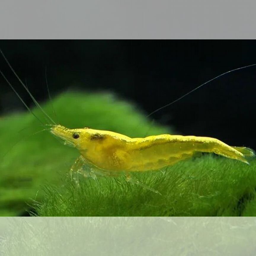 Пигмеи, креветки жёлтый неон