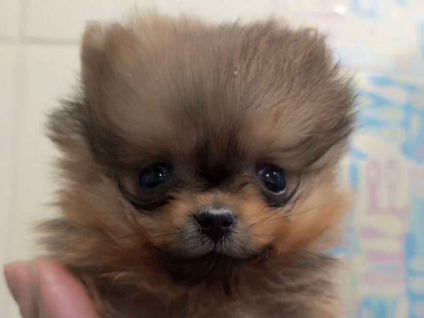 Щенок померанский шпиц девочка