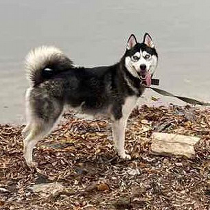 Сибирский хаски бесплатно