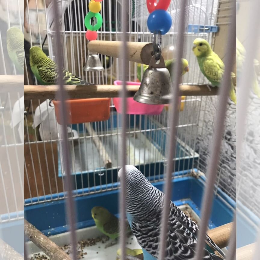 Волнистый попугай