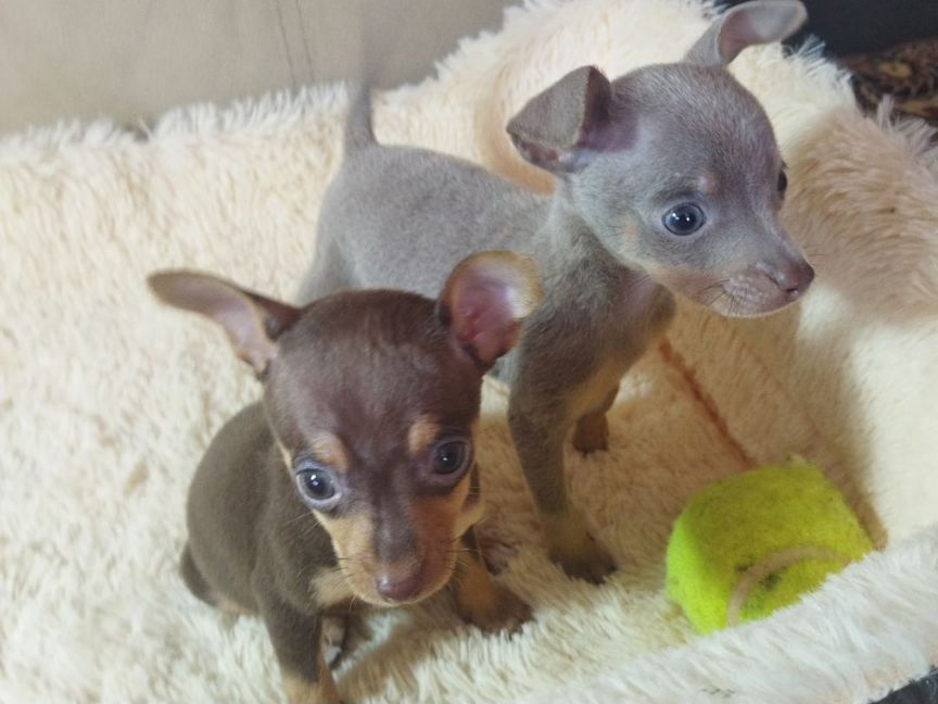 Той-терьер щенки