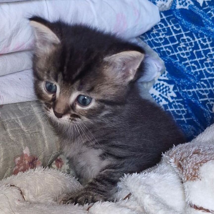 Котёнок в добрые руки