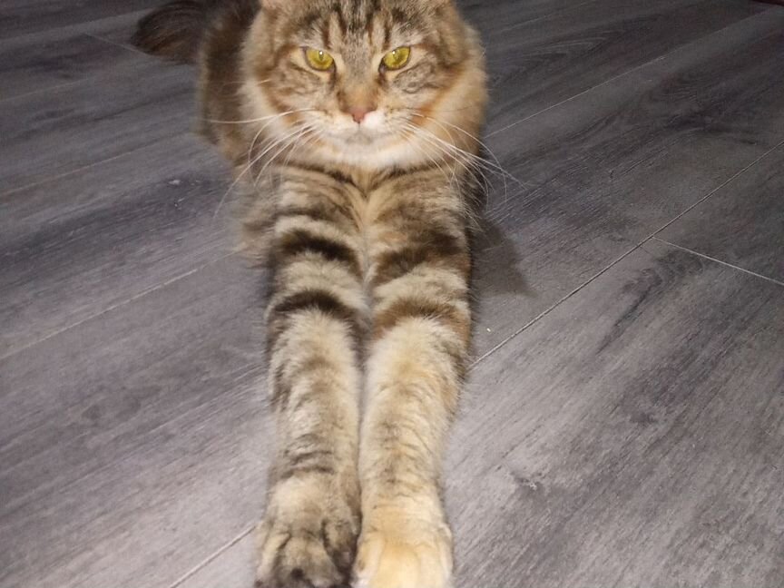 Котята мейн-кун