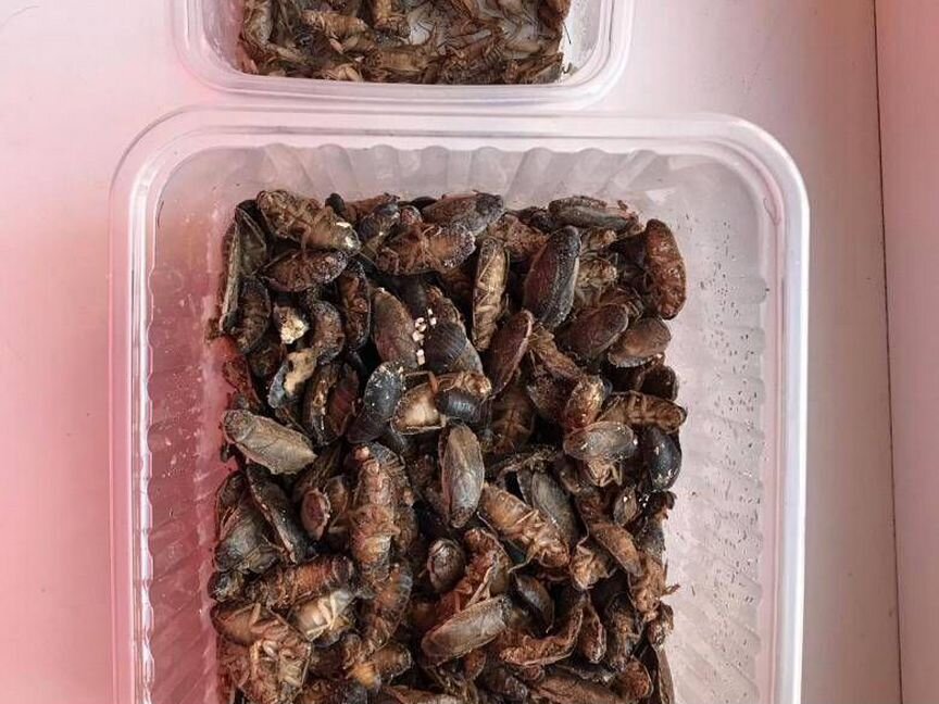 Корм для стрижей