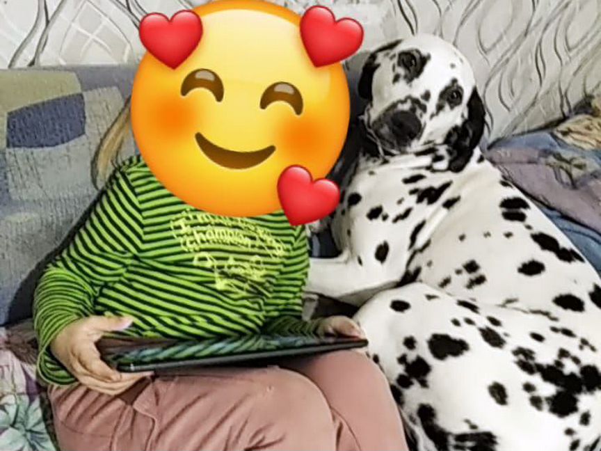 Продам собаку долматин