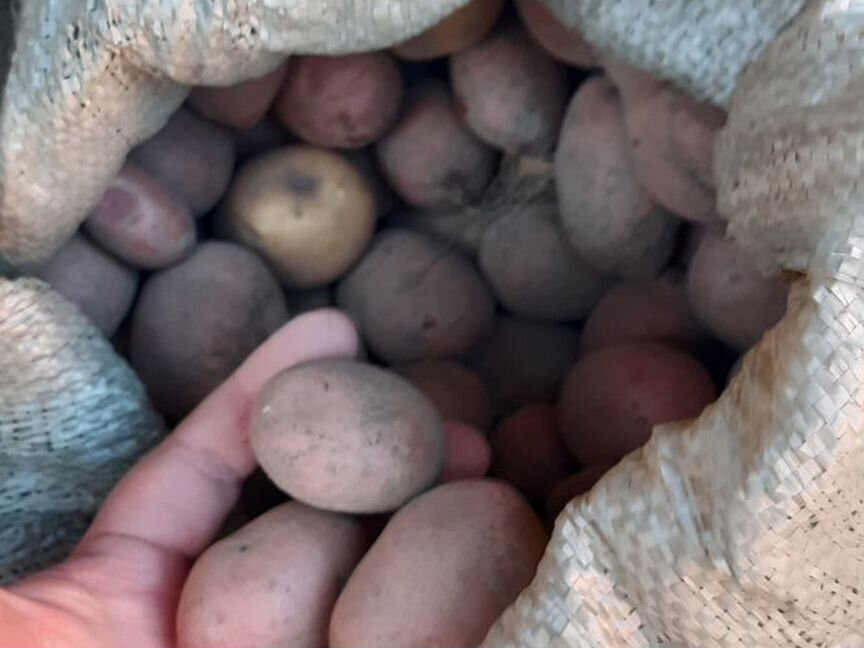 Продам картофель на корм скоту