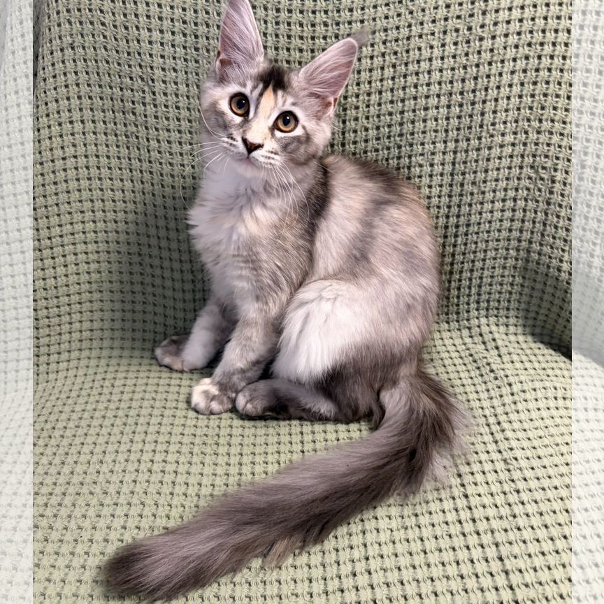 Мейн-кун котёнок
