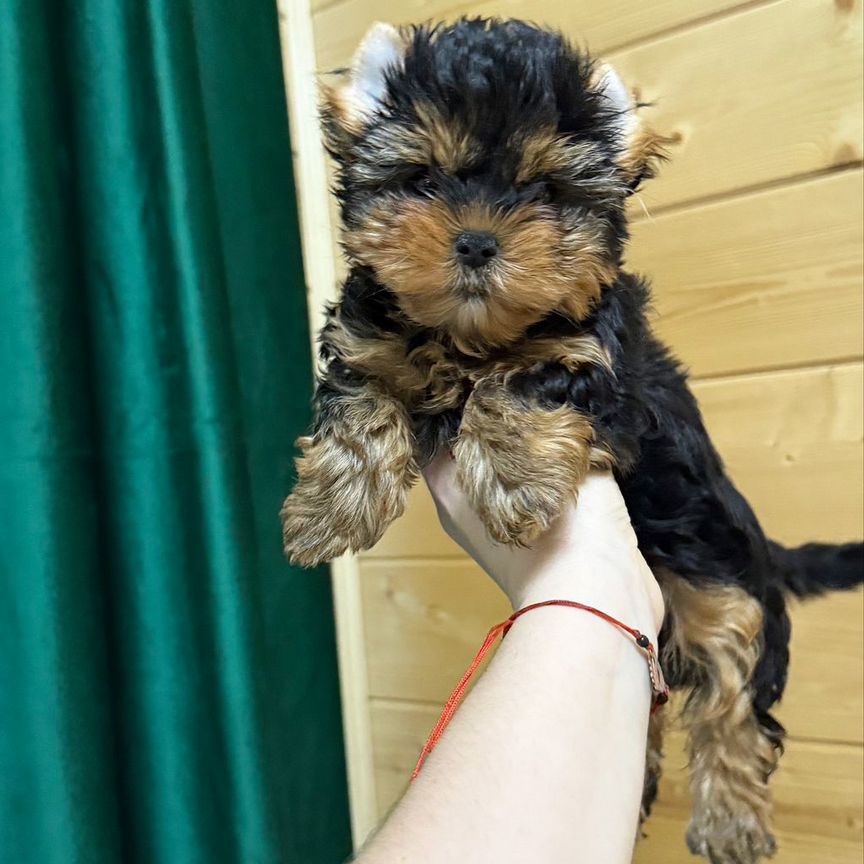 Йоркширский терьер, щенок