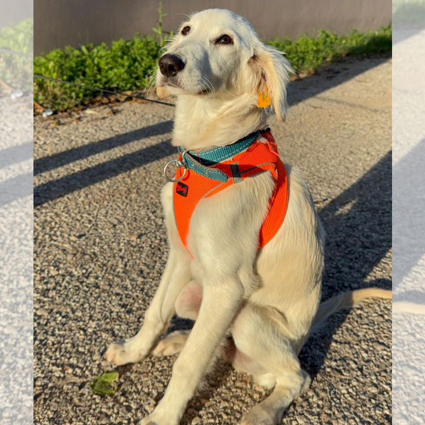 Золотистый ретривер, щенок