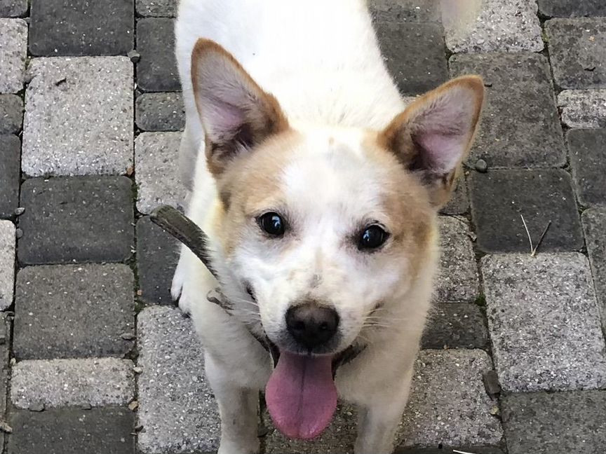 Маленькие дворняжки