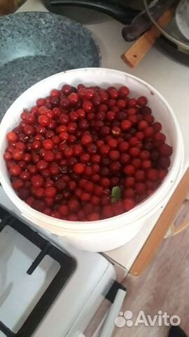 Продам войлочную вишню купить в Красноярске | Товары для дома и дачи ...