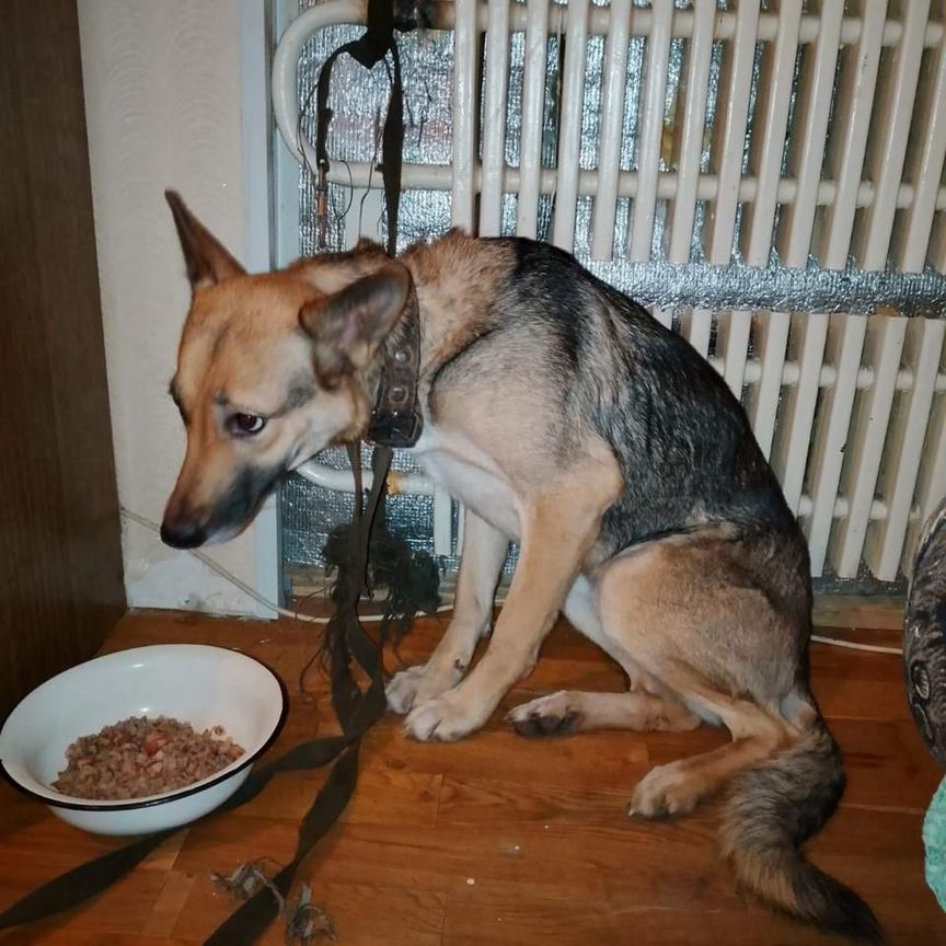 Взрослая собака в добрые руки