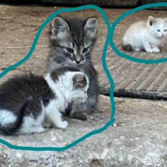 Котятам и щенкам очень нужен дом