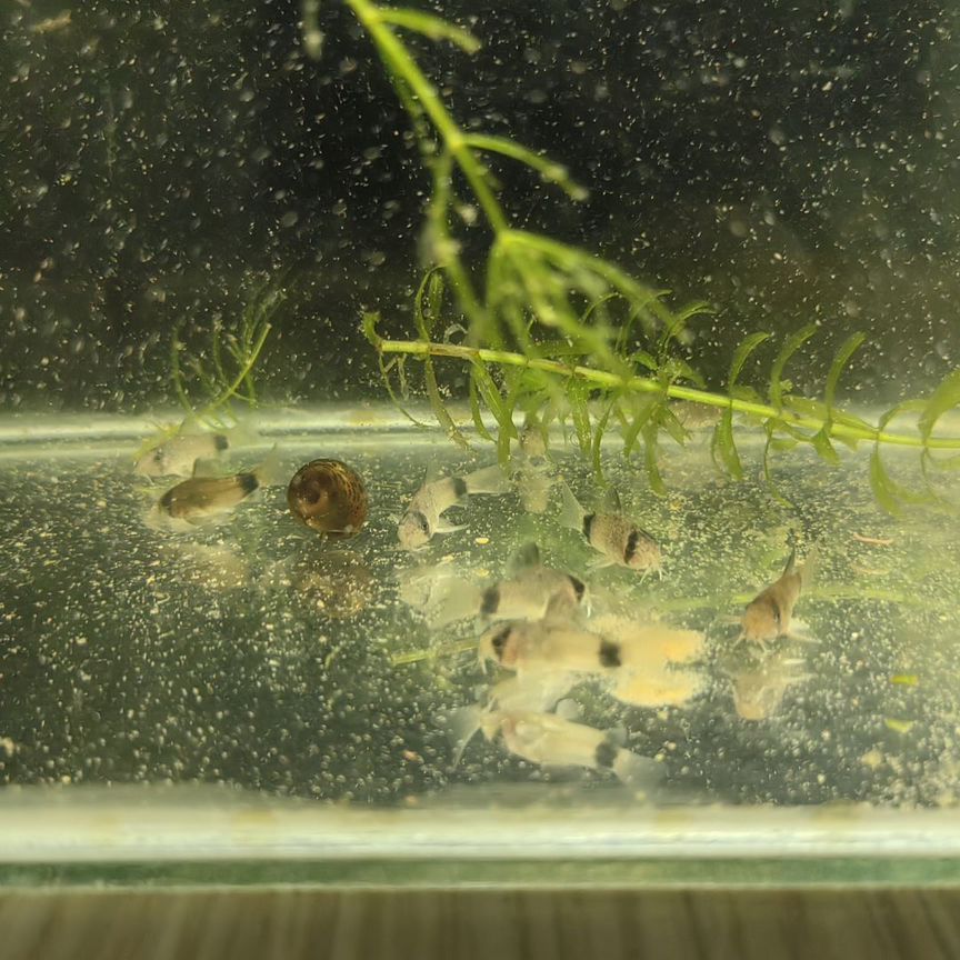 Мальки коридоросов Панда