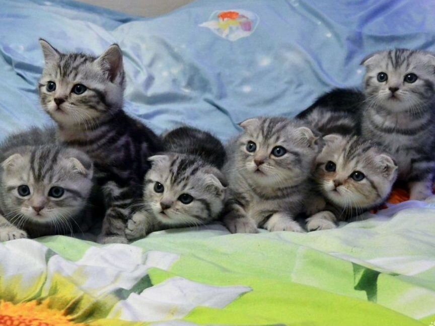 Шотландские вислоухие котята