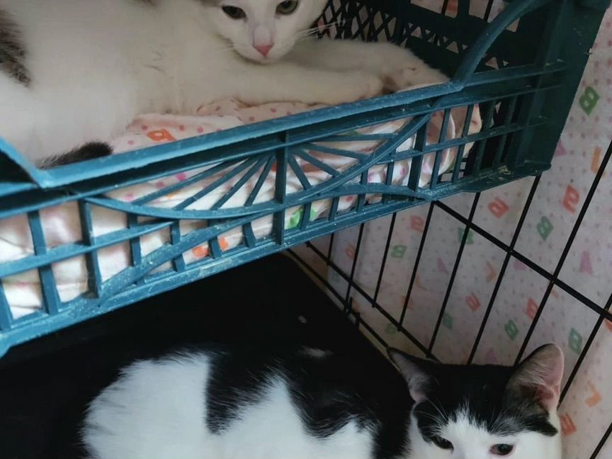 Котята в добрые руки