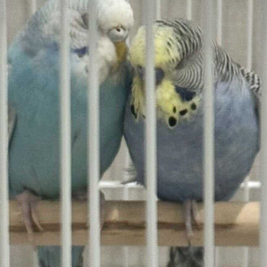 Волнистый попугай с клеткой