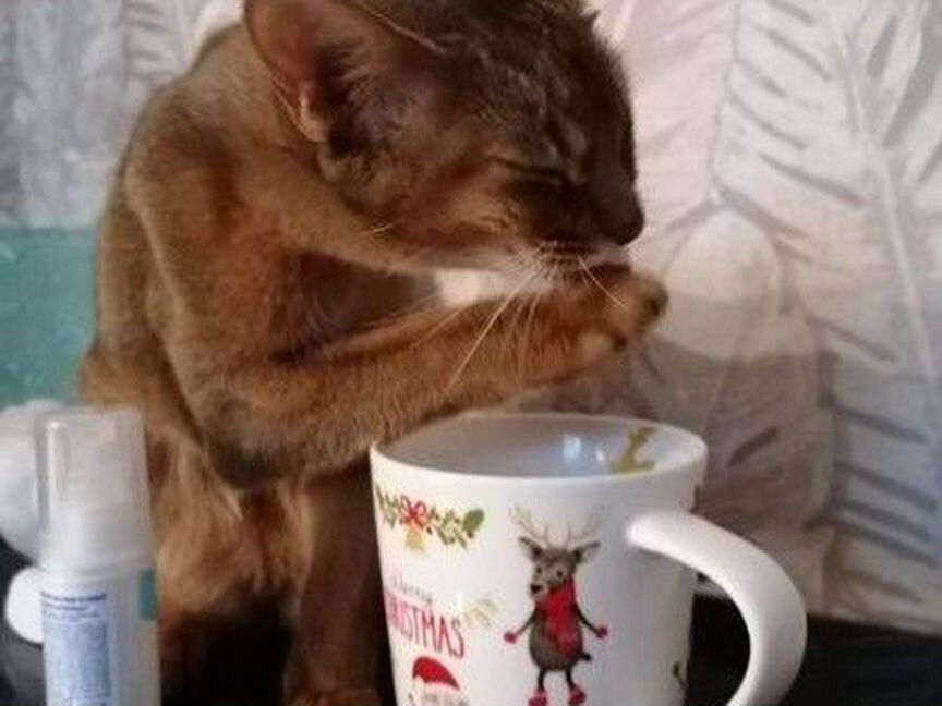 Абиссинская кошка в добрые руки