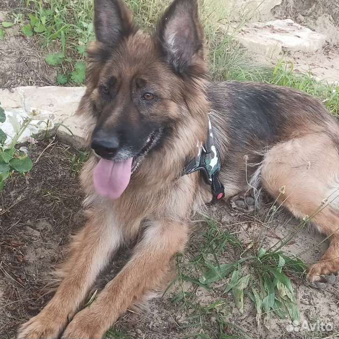 Немецкая овчарка вязка сучка