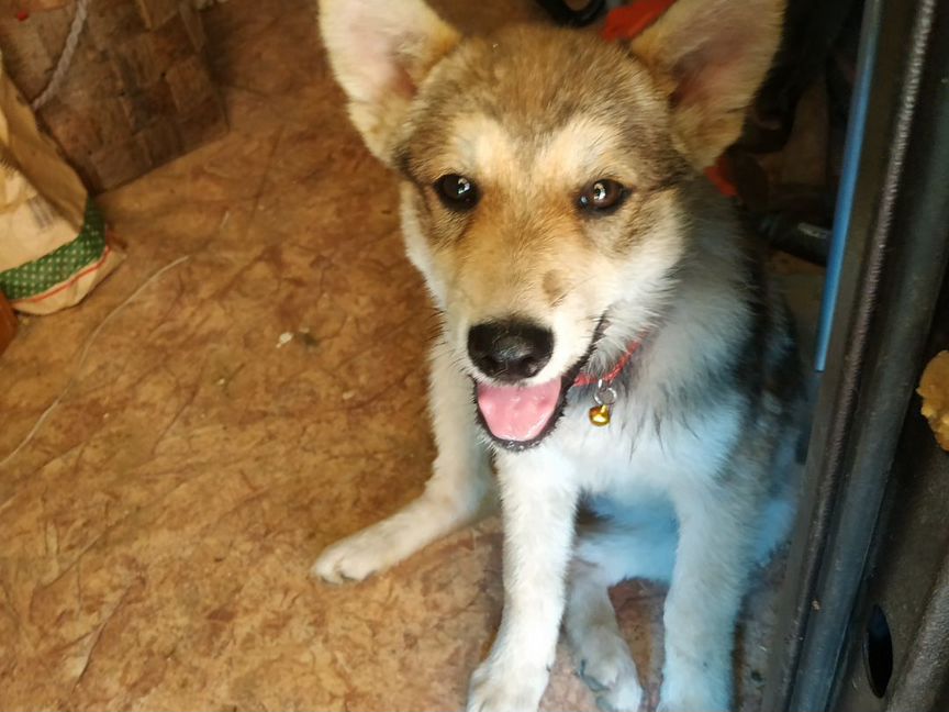 Щенок в добрые руки