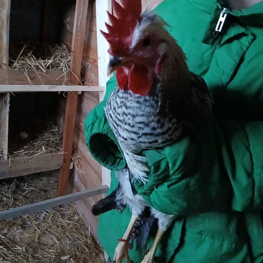 Петушок чешский доминант