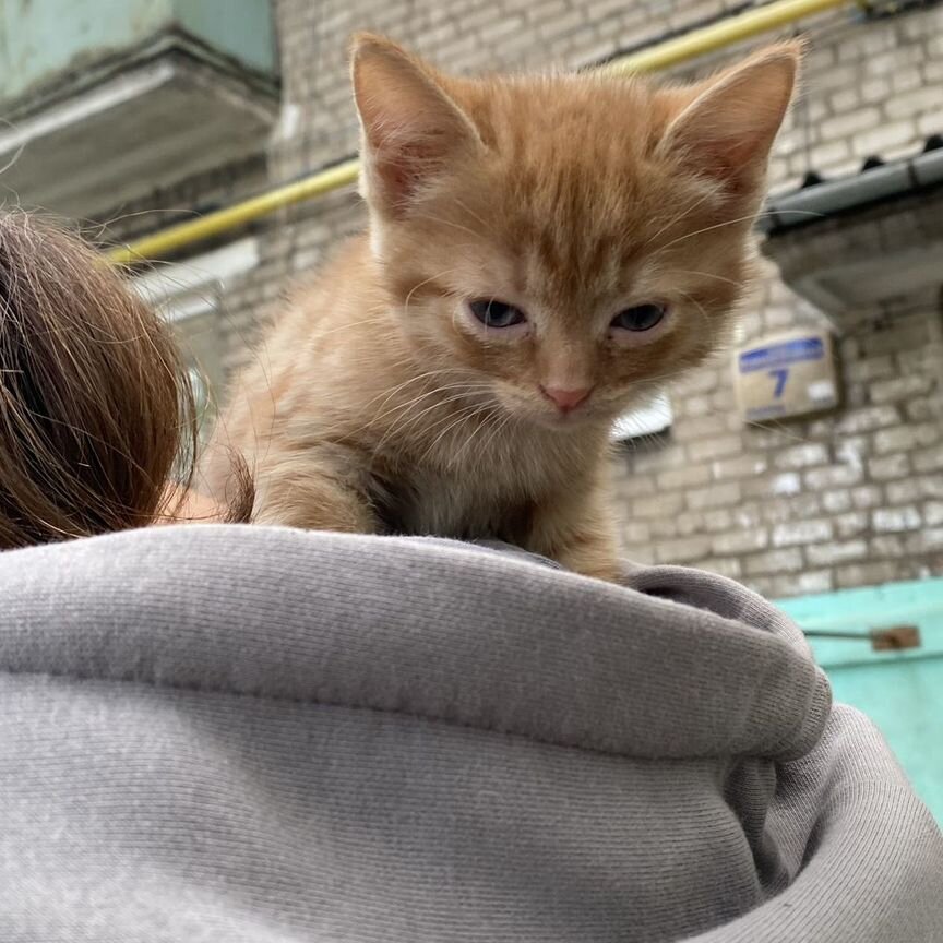 Рыжий котенок в добрые руки