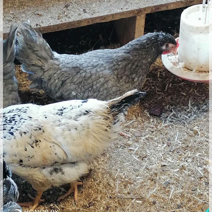 Несушки молодки доминант