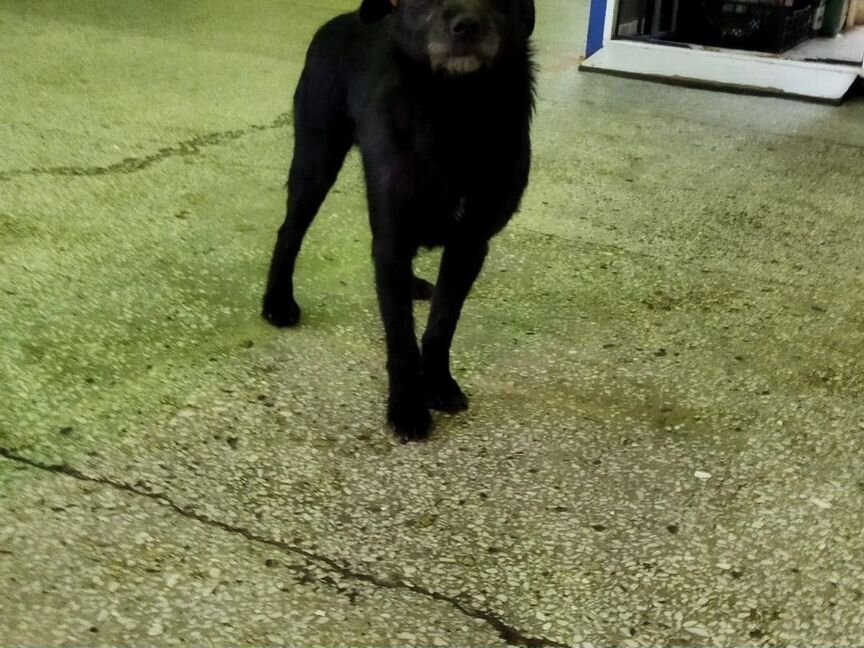 Жуленька ищет дом