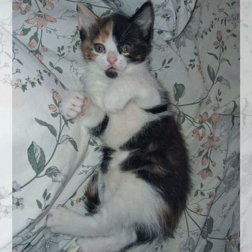 Котёнок в добрые руки