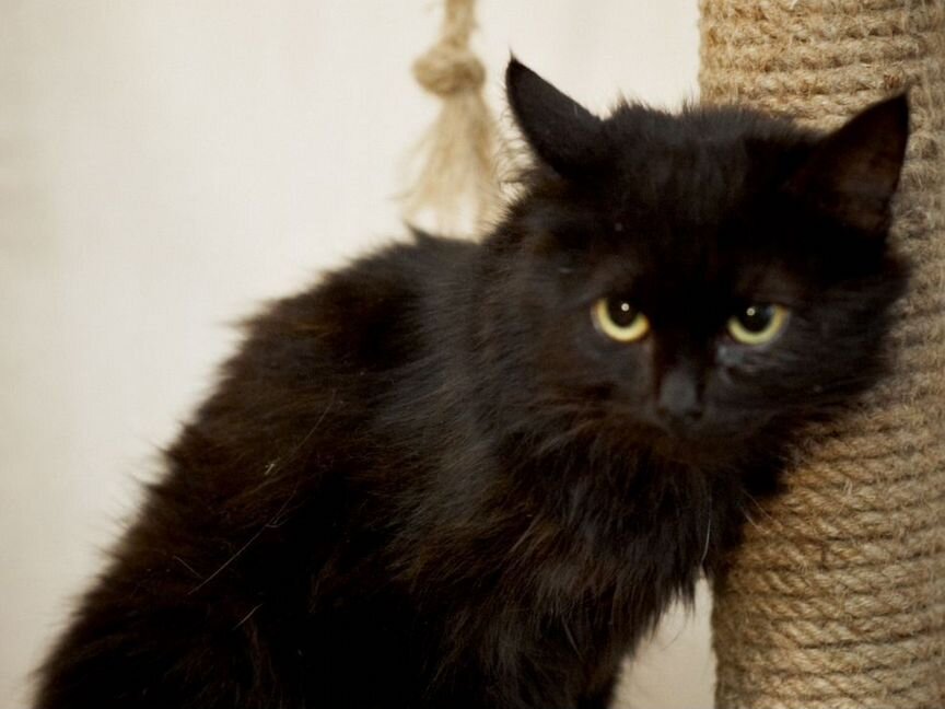 Медвежонку Наде (10 месяцев) нужен дом