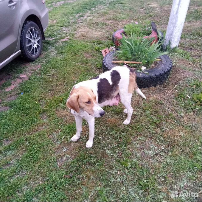 Щенки русская пегая гончая,мальчики