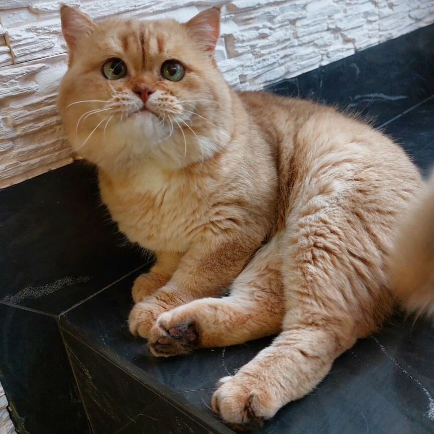 Шотландский молодой котик