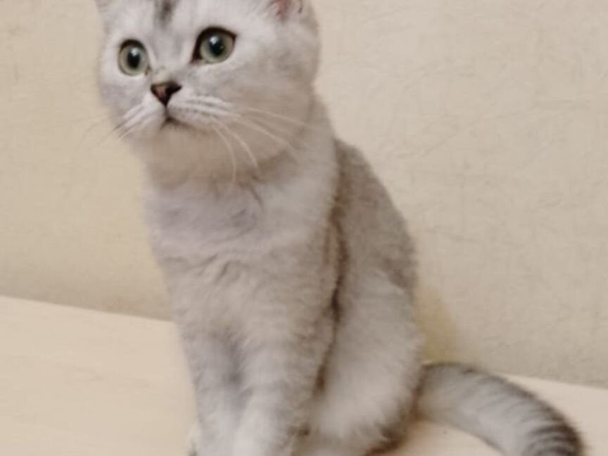Шотландский чистокровный мальчик